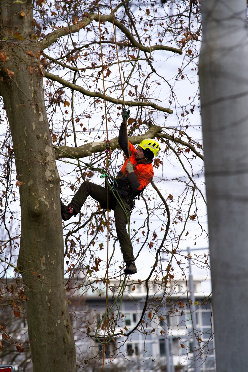 4 Tree Care Tips You Should Not Ignore