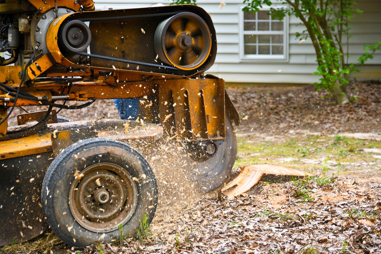 Know the Many Hazards That Tree Stumps Bring to Your Yard