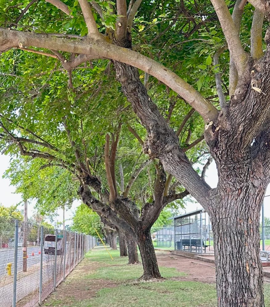All Green Tree Service of Roseville CA